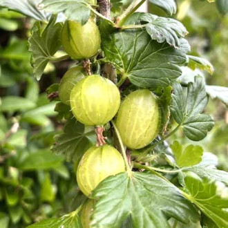 Agrest — sadzonki | Profesjonalna wysłka z GradinaMax.pl