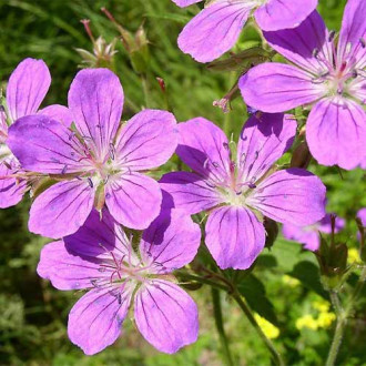 Bodziszek — sadzonki i cebule | Kupić online | Darmowa dostawa z ...