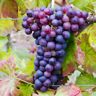 Sadzonki winogron | Idealny ogród | 30 dni na zwrot z GradinaMax.pl